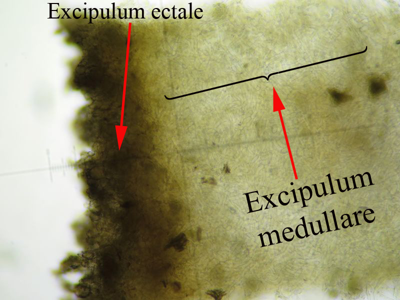 Excipulum (Pag. 1): struttura esterna di rivestimento dell' apotecio ...