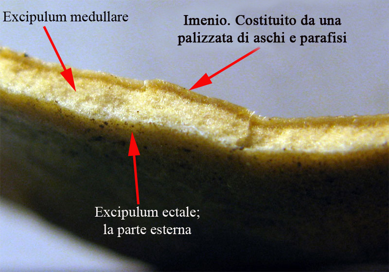 Excipulum (Pag. 1): struttura esterna di rivestimento dell' apotecio ...