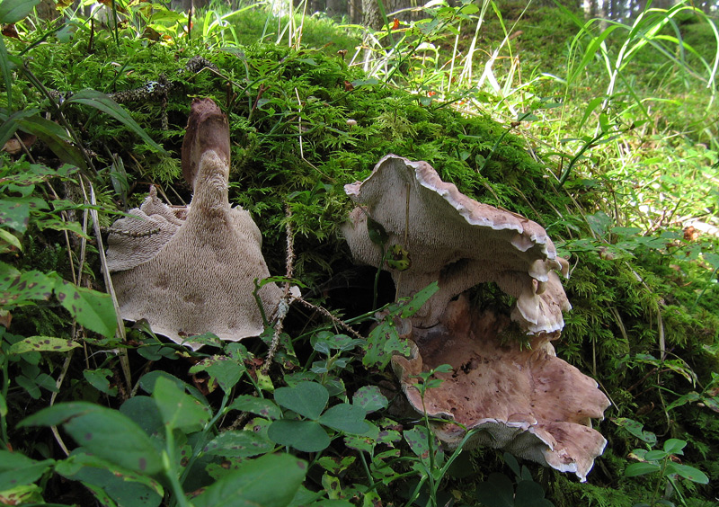 Sarcodon: nome di Genere di funghi Basidiomiceti. Famiglia Bankeraceae ...