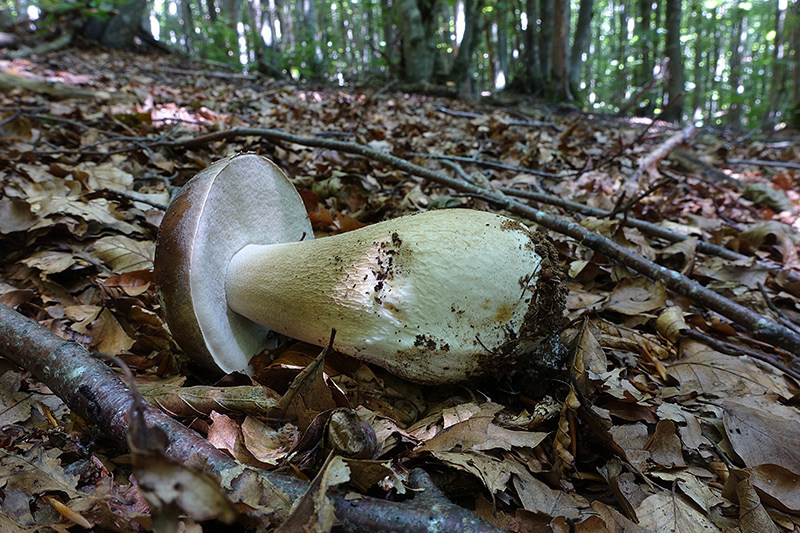 Reticulatus / Reticulata / Reticulatum (Pag. 4): segue immagini ...