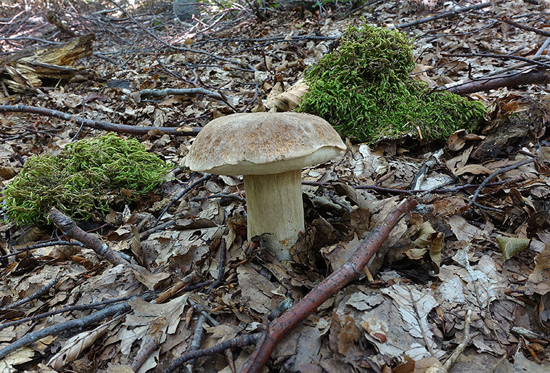 Reticulatus / Reticulata / Reticulatum (Pag. 4): segue immagini ...