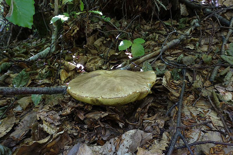 Reticulatus / Reticulata / Reticulatum (Pag. 4): segue immagini ...