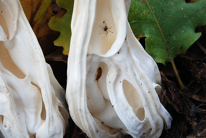 Crispus / Crispa / Crispum (Pag. 1): increspato - Glossario Illustrato ...