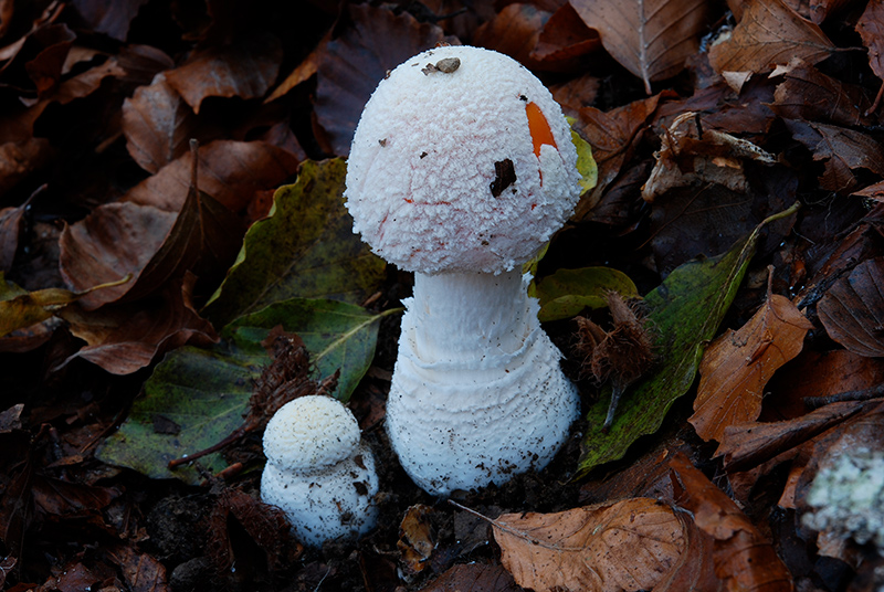 Cuticola: sottile membrana che riveste, aderendovi, la superficie ...