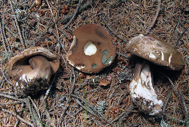 Porphyrosporus / Porphyrospora / Porphyrosporum: per il colore con ...